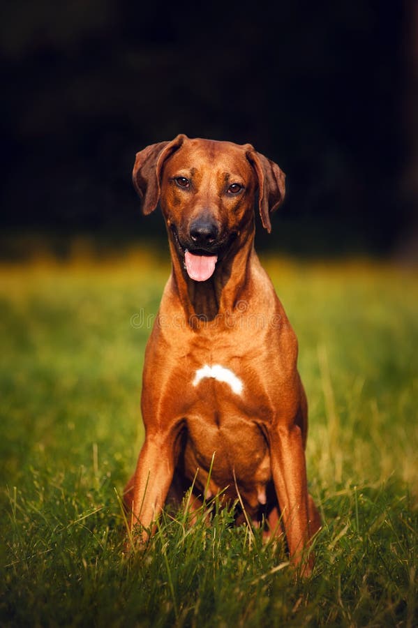 Rhodesian Ridgeback Dogs Playing in Summer Stock Image - Image of ...