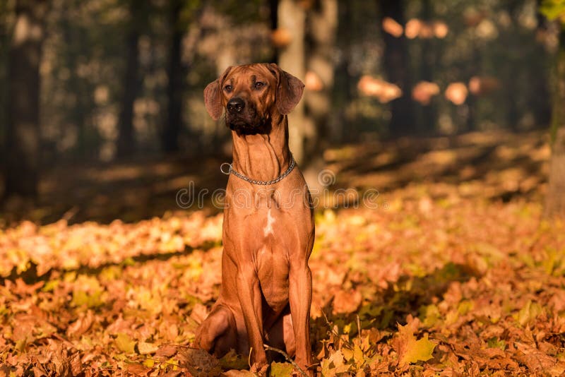 Rhodesian Ridgeback is Sitting on the Ground Stock Photo - Image of ...