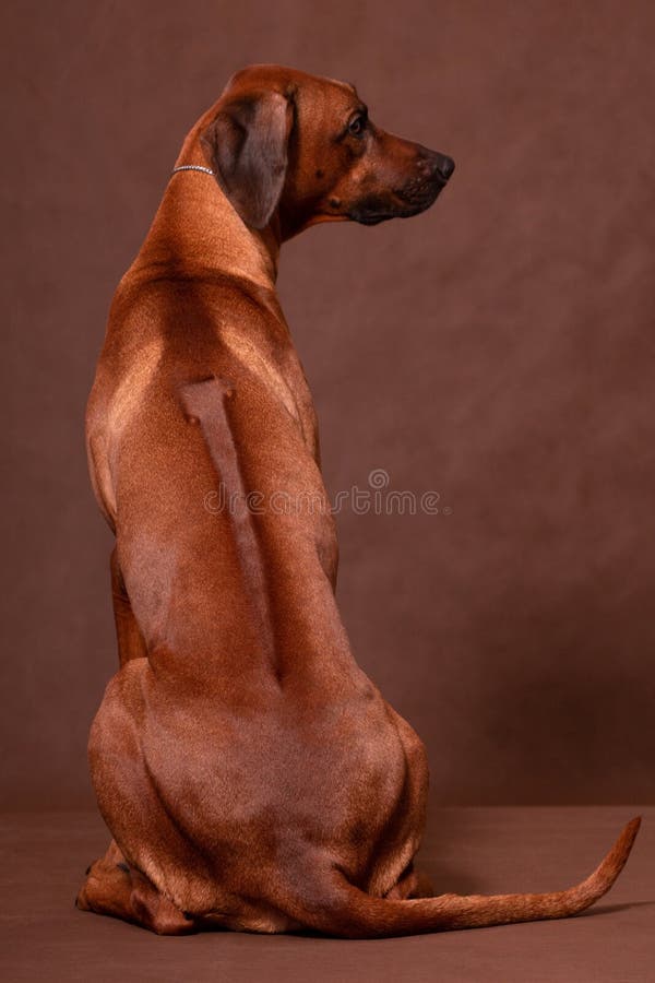 Rhodesian Ridgeback Sitting with His Back on a Brown Background Stock ...
