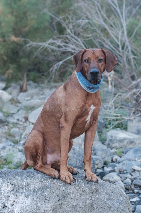 Sitting Dog Looking on Camera Stock Image - Image of eyes, strong: 62981971