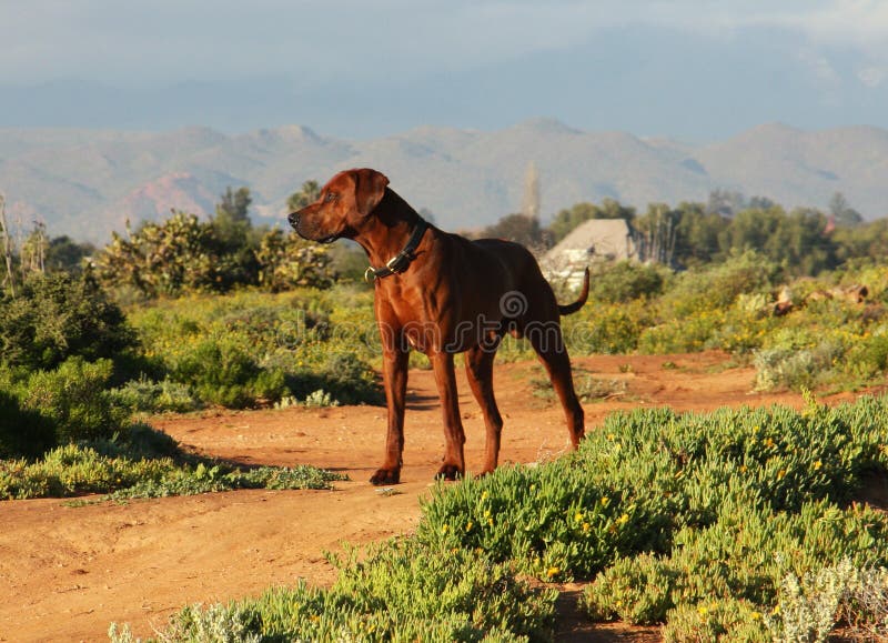 Rhodesian Ridgeback South Africa Stock Image - Image of ridgeback ...