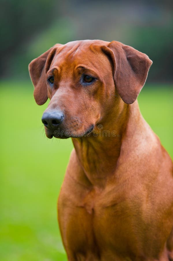 Rhodesian Ridgeback male stock photo. Image of rhodesian - 24841212