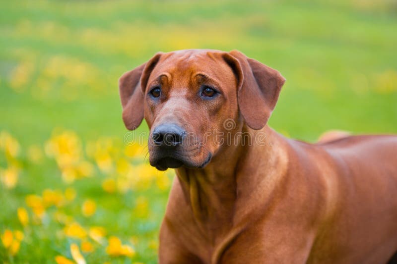 Rhodesian Ridgeback in a Spring Flowers Field Stock Photo - Image of ...