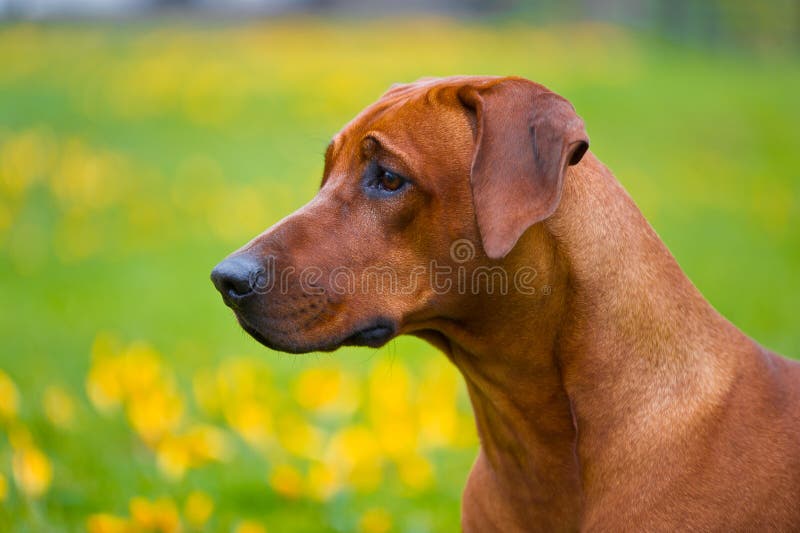 Rhodesian Ridgeback in a Spring Flowers Field Stock Image - Image of ...