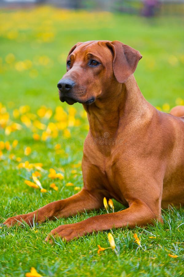 Rhodesian Ridgeback stock photo. Image of expression, cute - 1357776