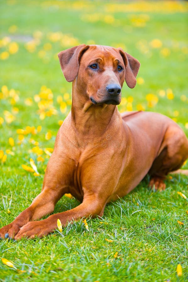 Rhodesian Ridgeback in a Spring Flowers Field Stock Image - Image of ...