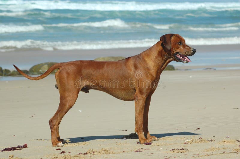 Rhodesian Ridgeback Standing Stock Photo - Image of back, domestic: 4640816