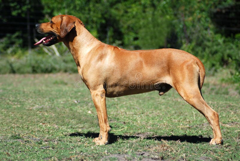Rhodesian Ridgeback Standing Stock Image - Image of dogs, mammal: 4693351