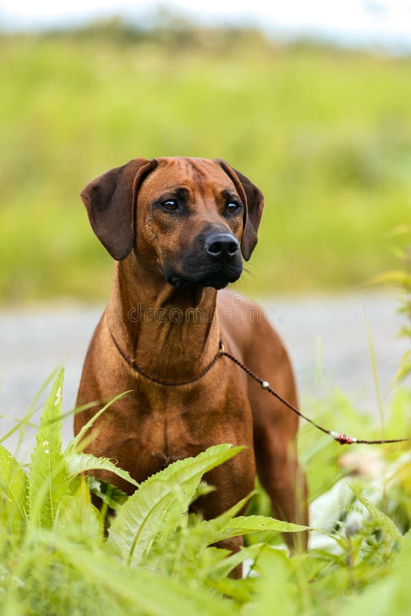 Rhodesian Ridgeback Standing in Grass at Summer Sun Stock Photo - Image ...
