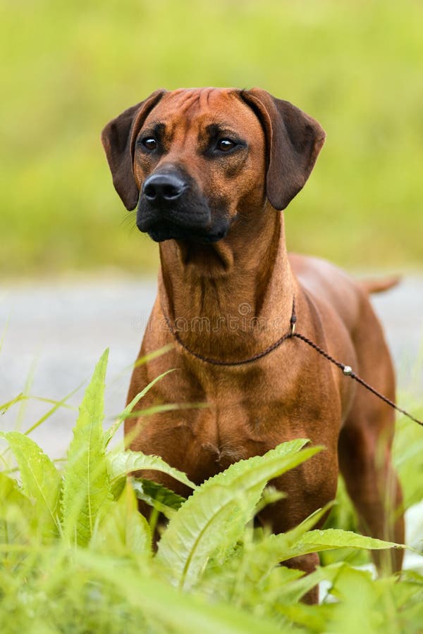 Rhodesian Ridgeback Standing in Grass at Summer Sun Stock Photo - Image ...