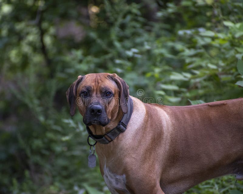 A Rhodesian Ridgeback Standing Tall, Outdoors. Stock Photo - Image of ...