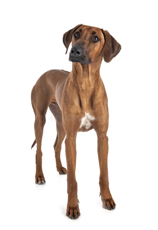Rhodesian Ridgeback in Studio Stock Image - Image of studio, hound ...