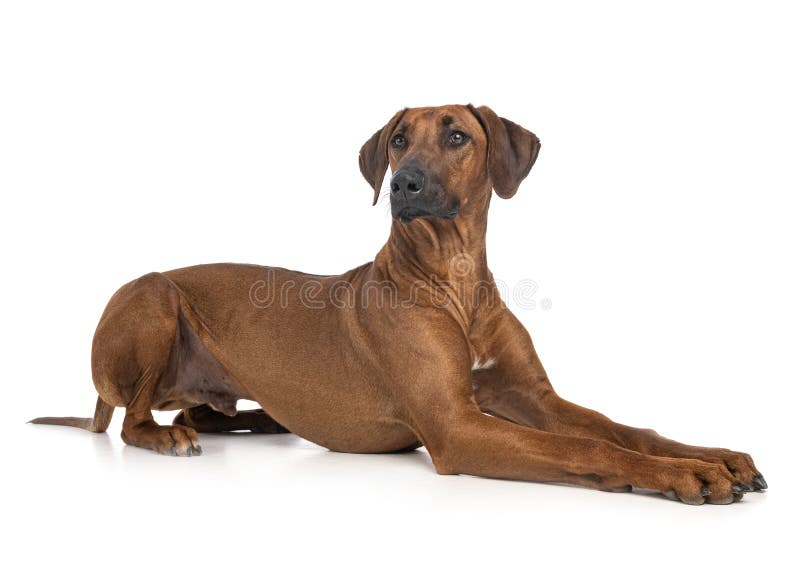 Rhodesian Lion Puppy White Background Stock Photos - Free & Royalty ...