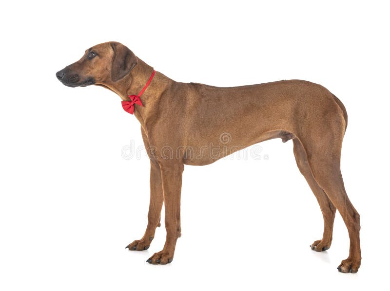 Rhodesian Lion Puppy White Background Stock Photos - Free & Royalty ...