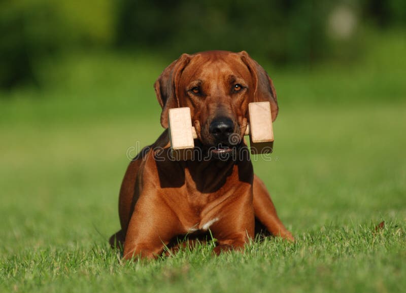 Rhodesian Ridgeback Puppy Groomed by Mother Stock Image - Image of ...