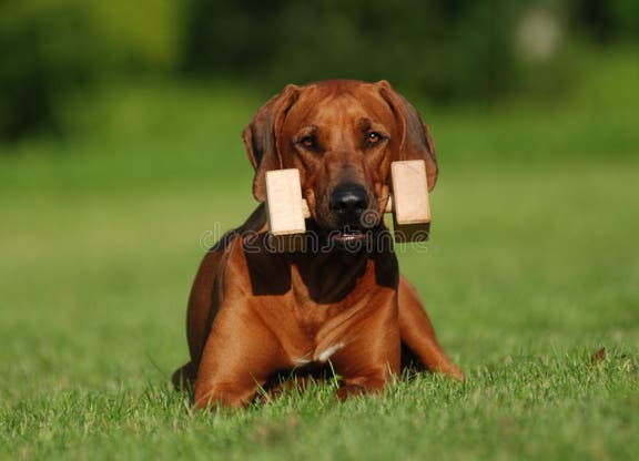 Rhodesian Ridgeback Training Obedience Stock Photo - Image of carnivore ...