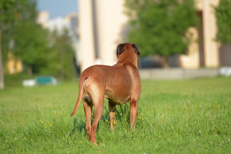 Rhodesian Ridgeback for a Walk in the Park Stock Image - Image of cute ...