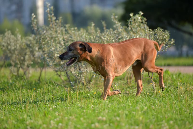 Rhodesian Ridgeback for a Walk in the Park Stock Photo - Image of ...