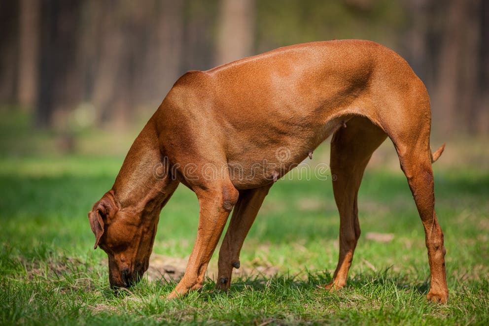 Rhodesian Ridgeback stock image. Image of hound, glad - 101497113