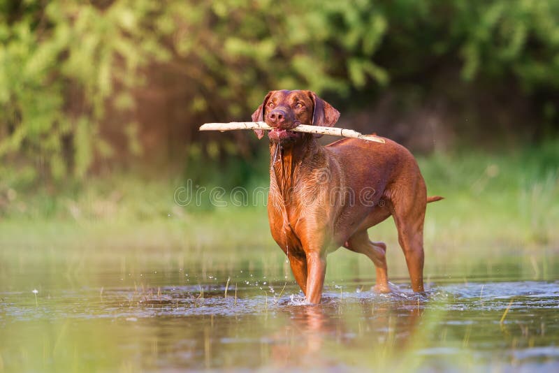 Rhodesian Ridgeback Walking in the Water Stock Image - Image of animal ...