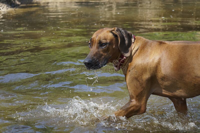 Rhodesian Ridgeback Walks on Water Stock Photo - Image of breed, walks ...
