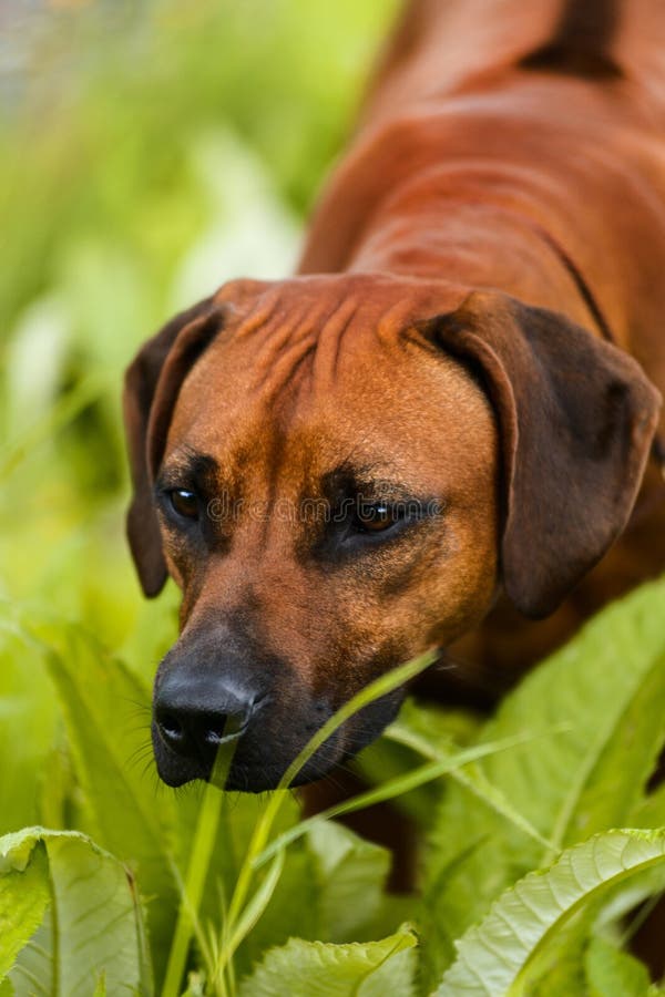 Rhodesian Ridgeback Watching and Smelling Something in the Grass Stock ...