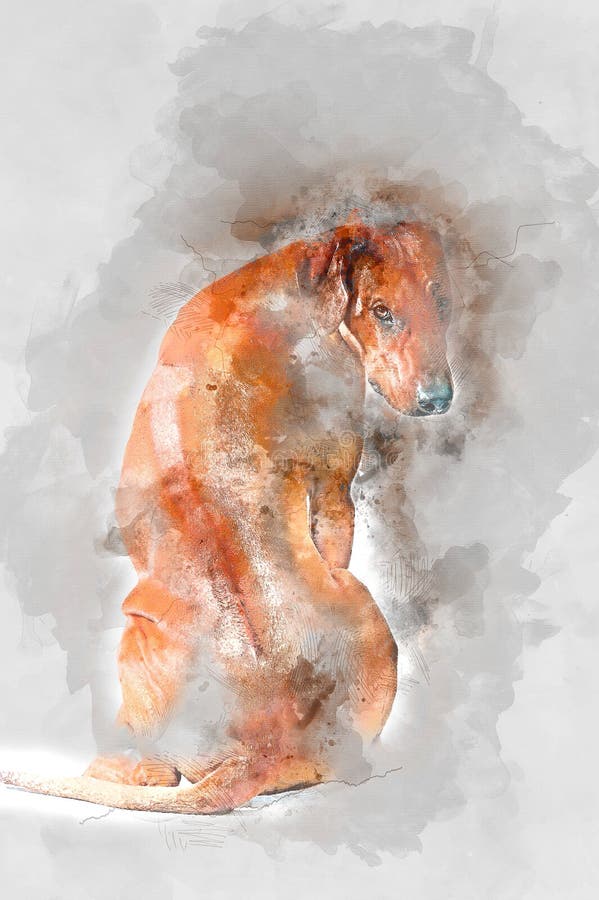 Rhodesian Ridgeback Watercolor Illustration Stock Illustration ...