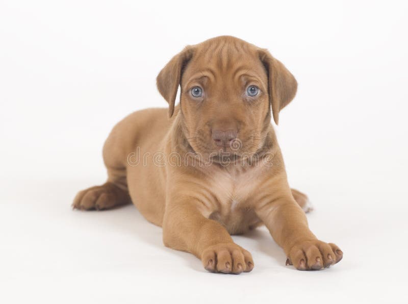 Livernose Rhodesian Ridgeback Welpe Stockbild - Bild von hündchen ...