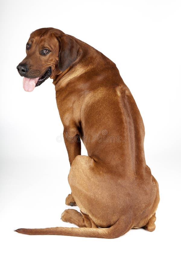 Collar dog isolated rhodesian ridgeback Free Stock Photos - StockFreeImages