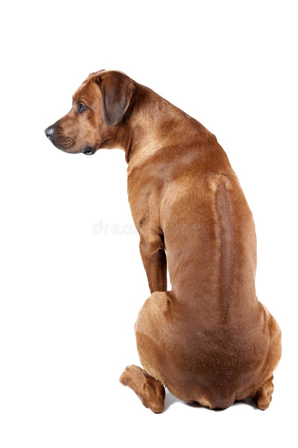 Dogs back stock photo. Image of mammal, white, view, retriever - 41281258