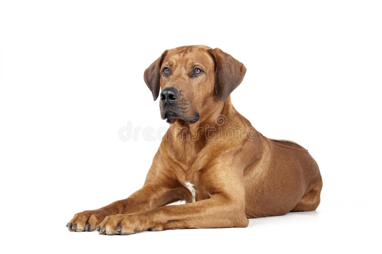 6,627 Rhodesian Stock Photos - Free & Royalty-Free Stock Photos from ...