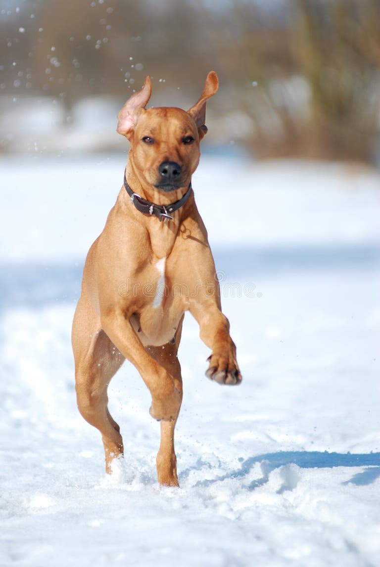 Rhodesian Ridgeback Winter Action Stock Photos - Free & Royalty-Free ...