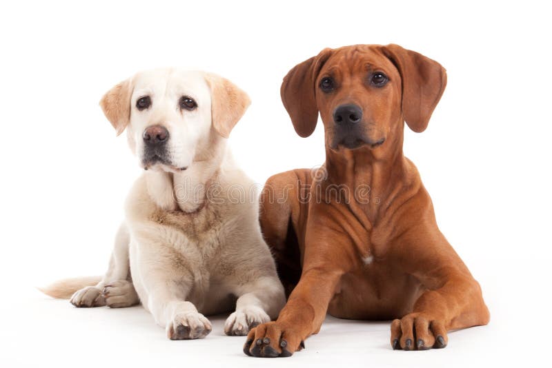 Rhodesian Ridgeback Y Golden Retriever En Blanco Imagen de archivo ...