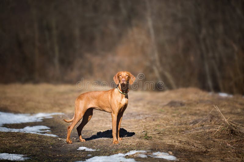 Ridgeback and Vizsla Portrait Stock Photo - Image of hound, lawn: 131083574