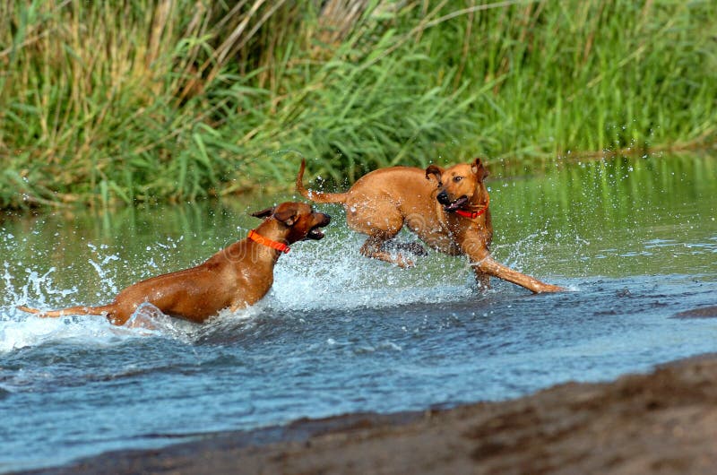 Dalmatians Play Fighting in Water Stock Image - Image of pond, running ...