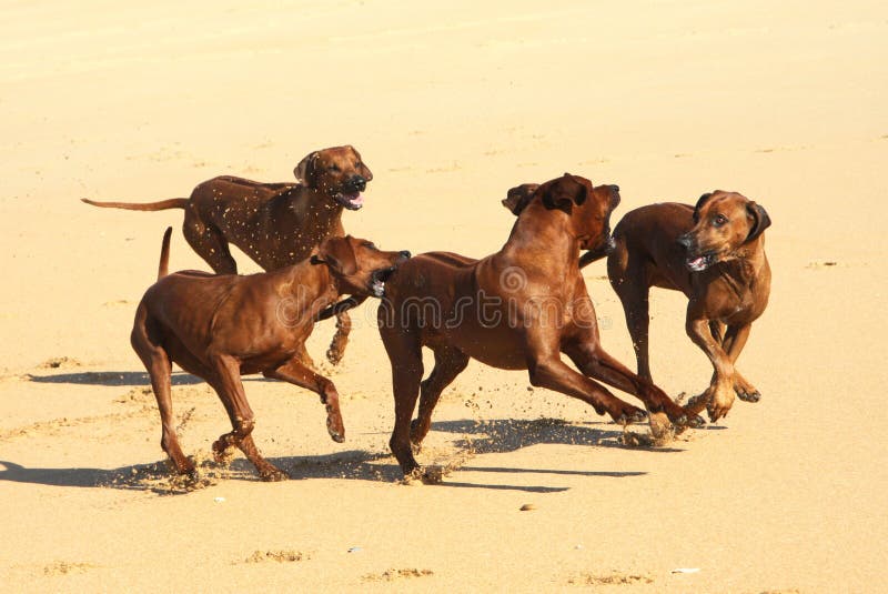 Rhodesian Ridgebacks by the River Stock Image - Image of friend ...