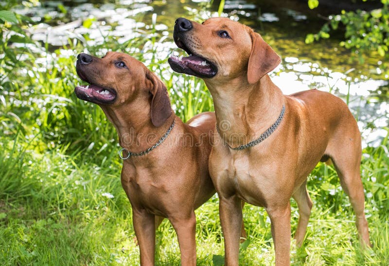 Rhodesian Ridgebacks by the River Stock Image - Image of friend ...