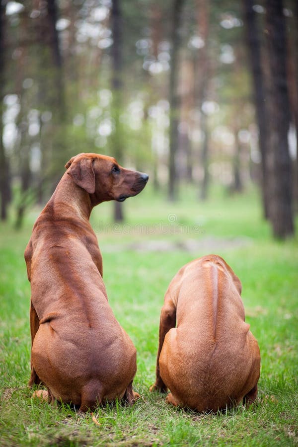 Rhodesian Ridgebacks stock image. Image of ridge, round - 102297267
