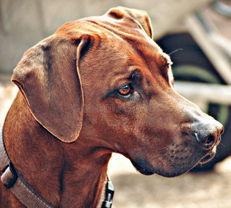 Rhodesian Rigdeback Akin stock photo. Image of rigdeback - 91067138