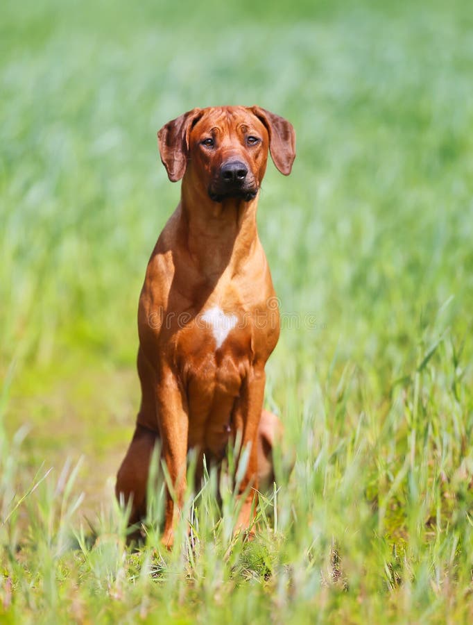 Rhodesian rigdeback dog stock photo. Image of lion, sunny - 43807662
