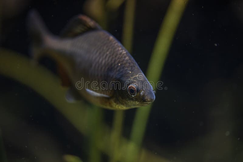Rhodeus Amarus, European Bitterling, Ornamental Adult Male Freshwater ...