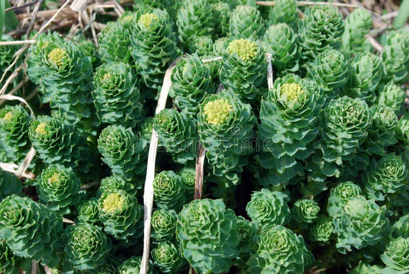 Rhodiola rosea stock image. Image of focus, botanical - 20739499