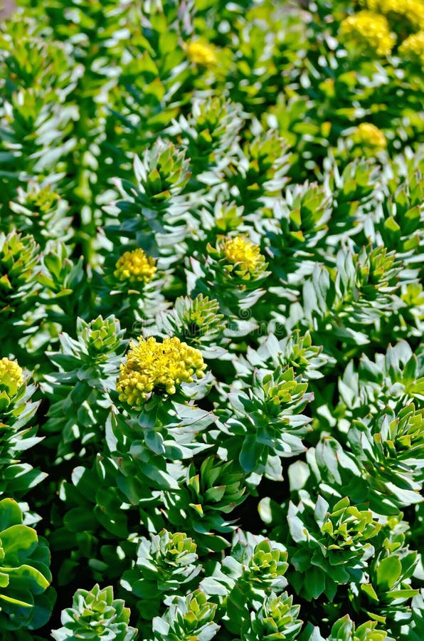 Rhodiola rosea is blooming stock photo. Image of rosea - 34737182