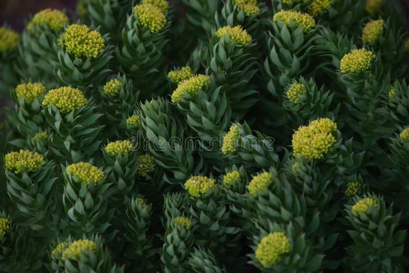 Rhodiola rosea stock photo. Image of flower, medicine - 183574922