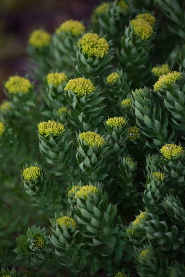 Rhodiola rosea stock image. Image of nature, leaf, flower - 183574955