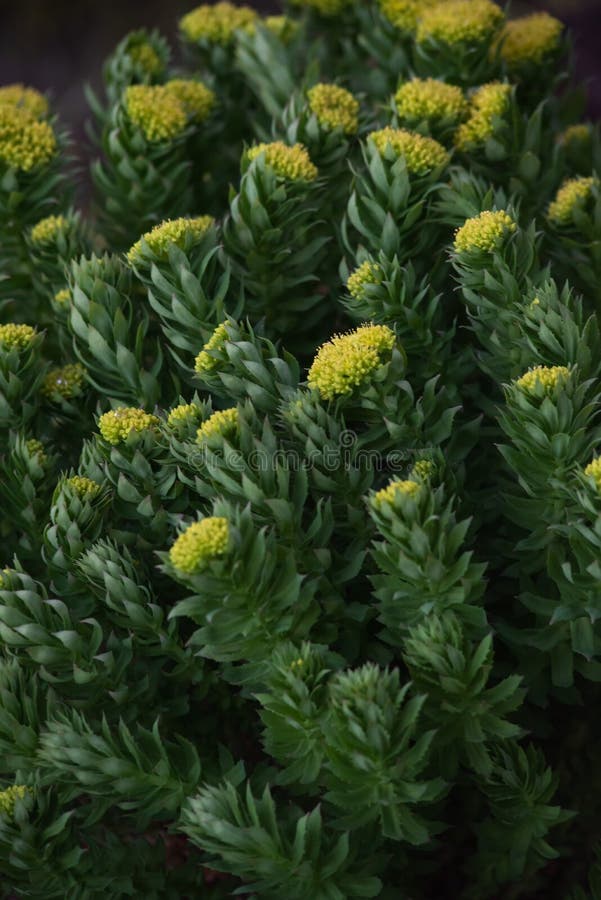 Rhodiola rosea stock photo. Image of horizontal, flower - 183574840