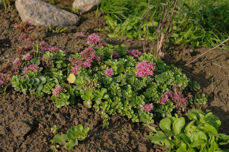 Rhodiola Rosea Flower in a Flower Bed Stock Photo - Image of gardening ...