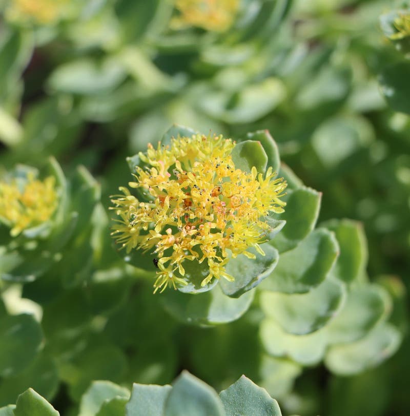 Rhodiola Rosea (golden Root) Stock Image - Image of crassulaceae, sedum ...