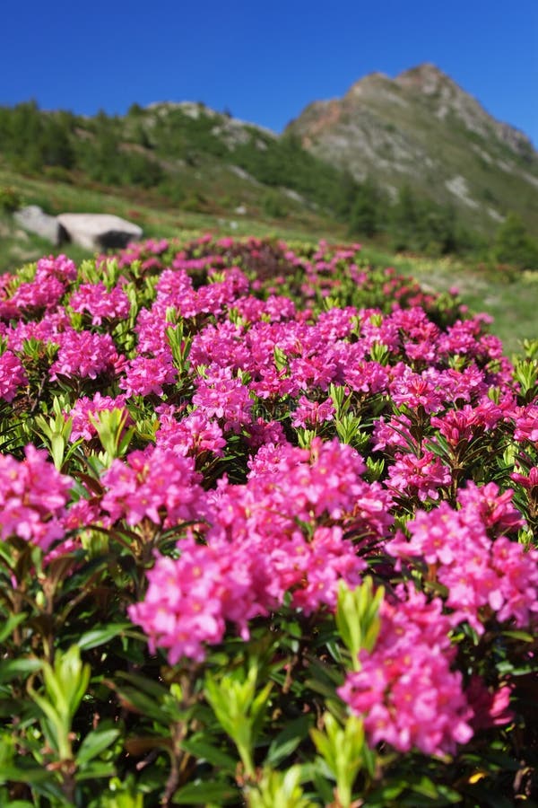 Alpine azalea stock photo. Image of taiwan, park, 3000m - 18182684