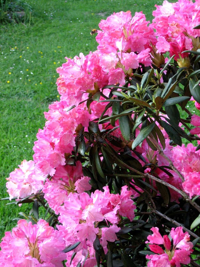 Rhododendron stock photo. Image of brake, spring, springtime - 40218716